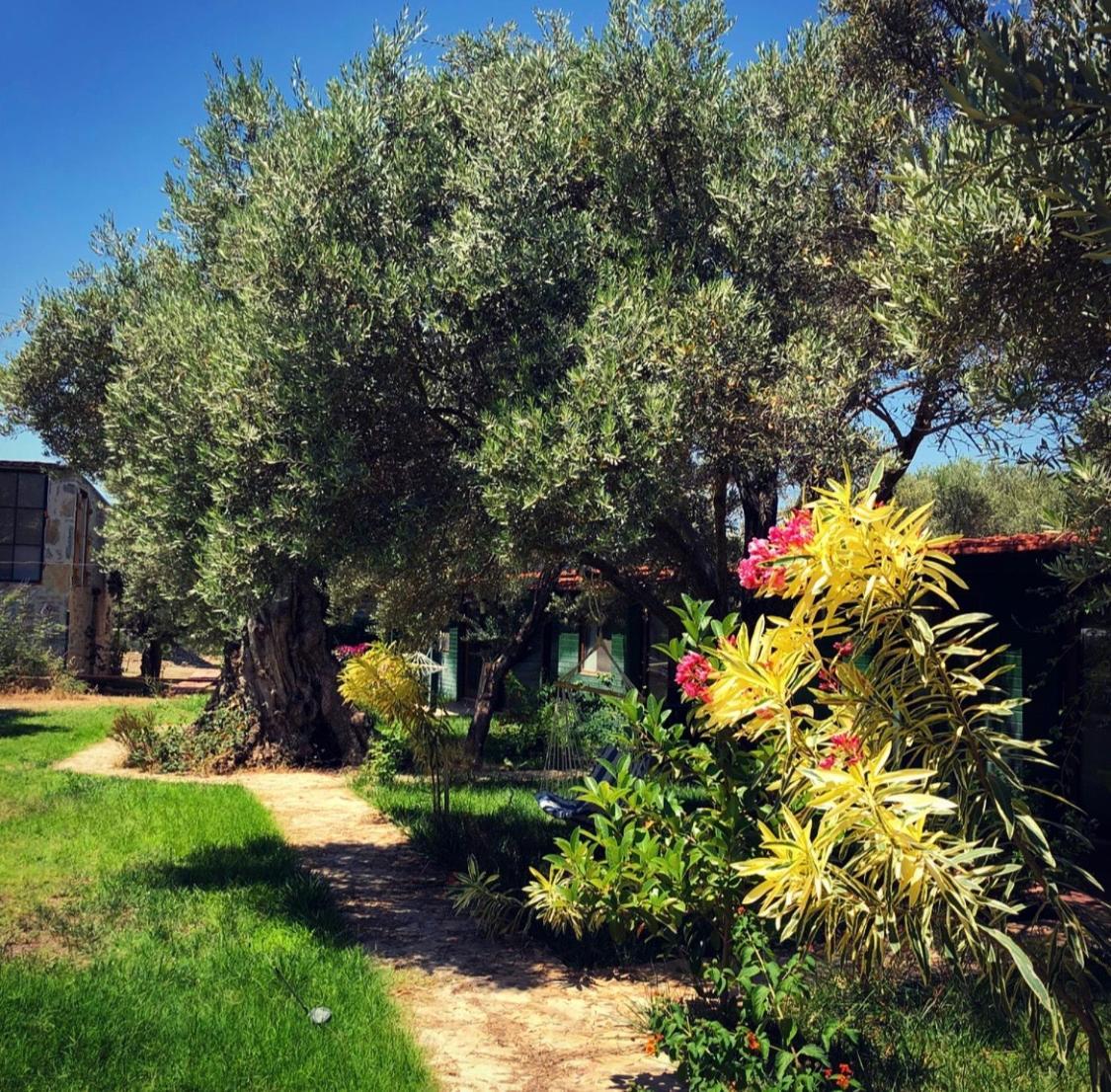 MY BUNGALOV, MESUDIYE (DATCA)